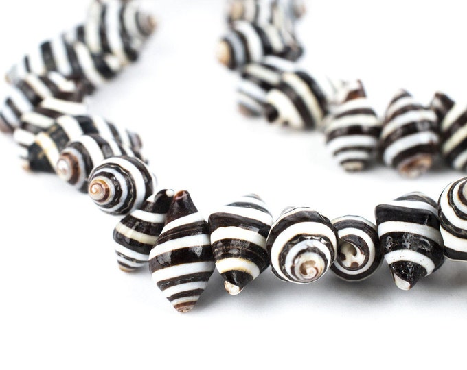 70 Natural Zebra Shell Beads: Organic Black & White Sea Shells Drilled ...