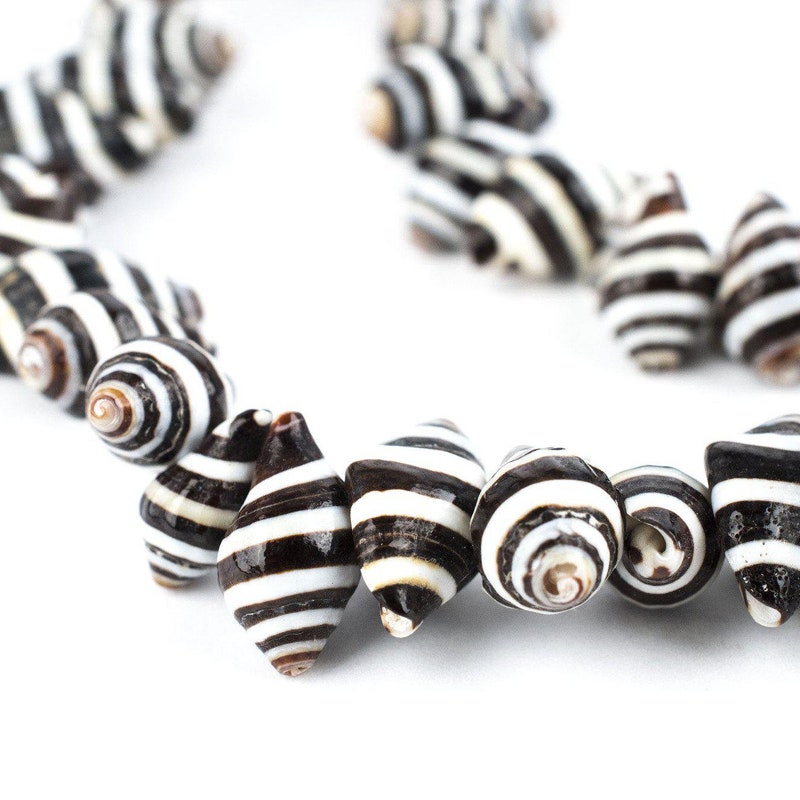 Genuine Natural Sea Shell - Etsy