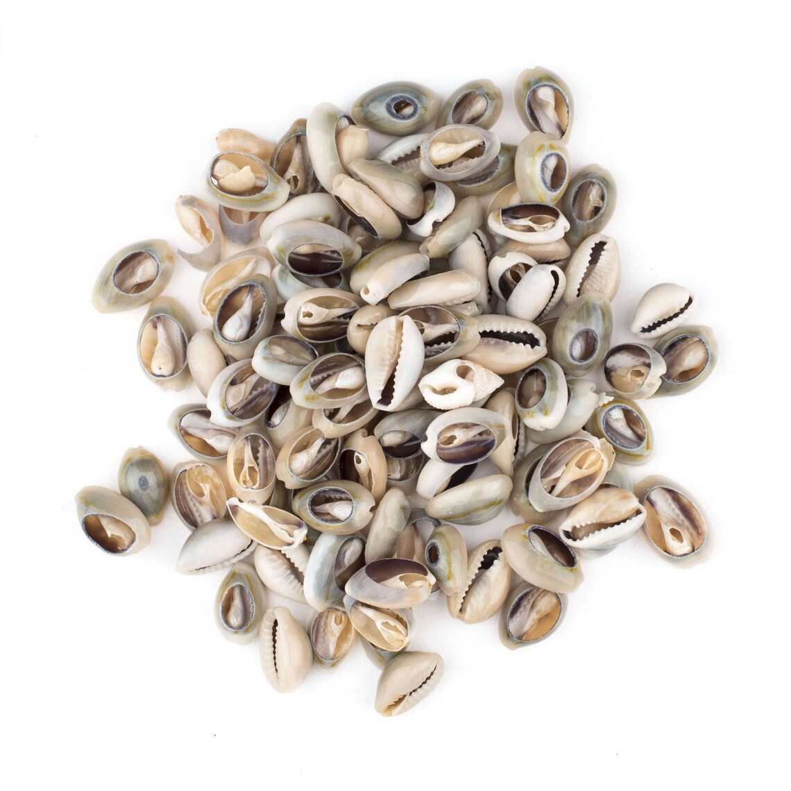 100 Cowrie Shells: Cowry Shells Craft Shells White Seashells 10mm Shell ...