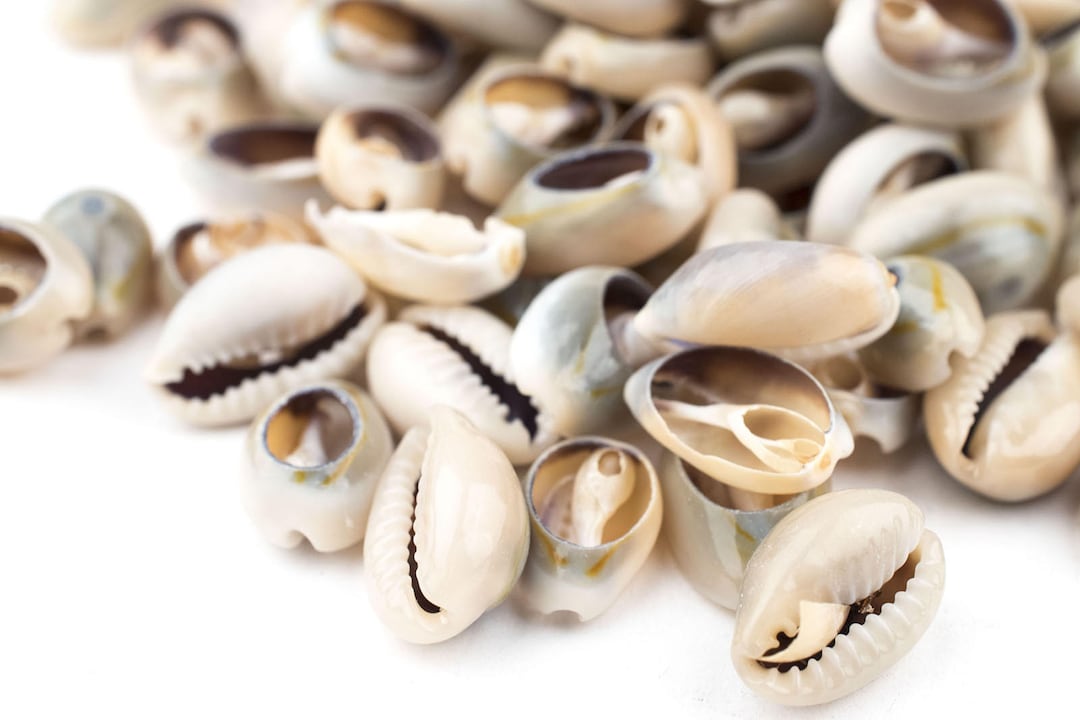 100 Cowrie Shells: Cowry Shells Craft Shells White Seashells 10mm Shell ...