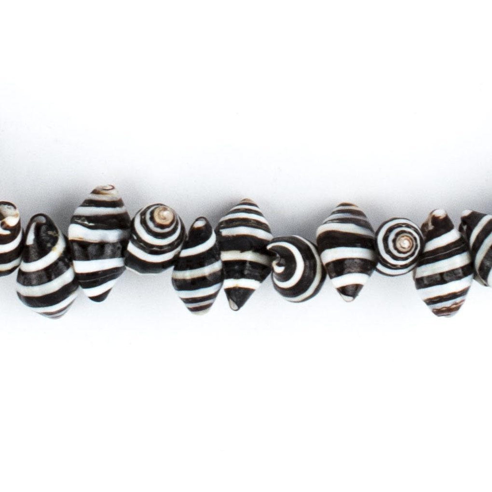70 Natural Zebra Shell Beads: Organic Black & White Sea Shells Drilled ...