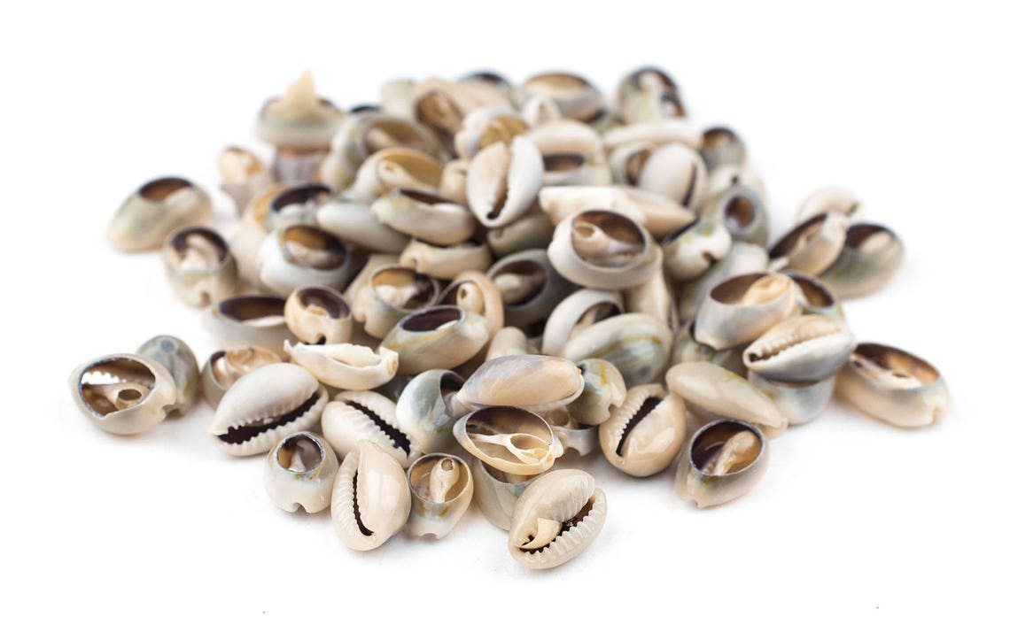 100 Cowrie Shells: Cowry Shells Craft Shells White Seashells 10mm Shell ...