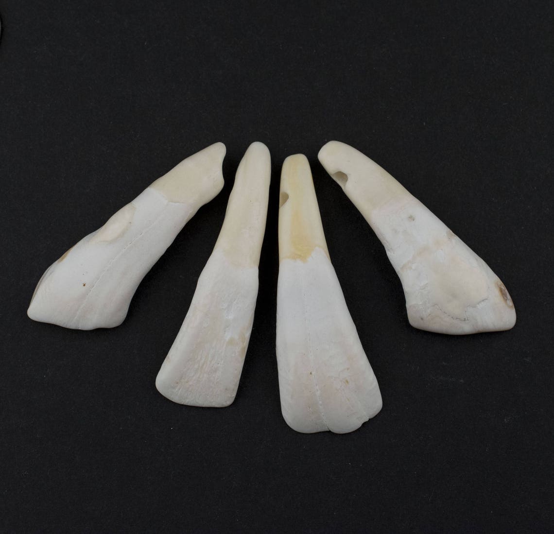 4 Water Buffalo Tooth Pendants: Buffalo Pendants Bone Tusk Pendant Bone ...