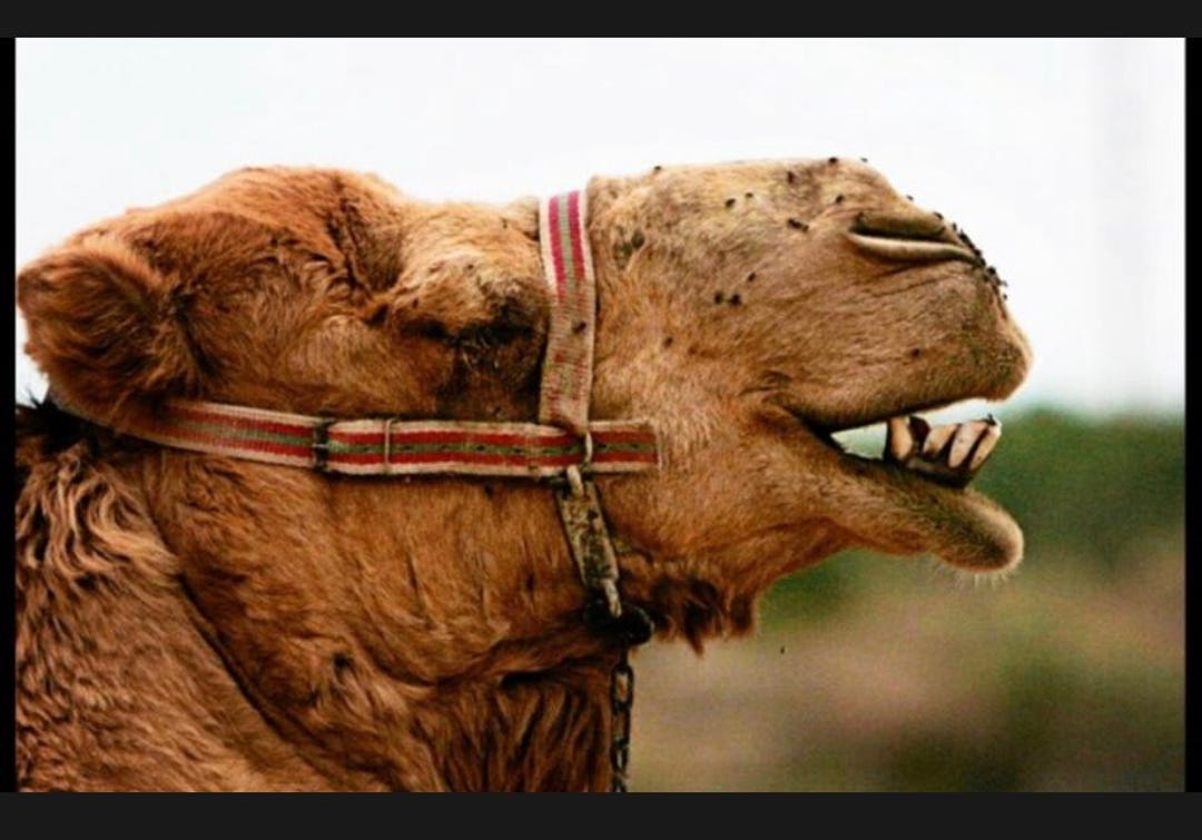Israeli Life of a Camel - Etsy