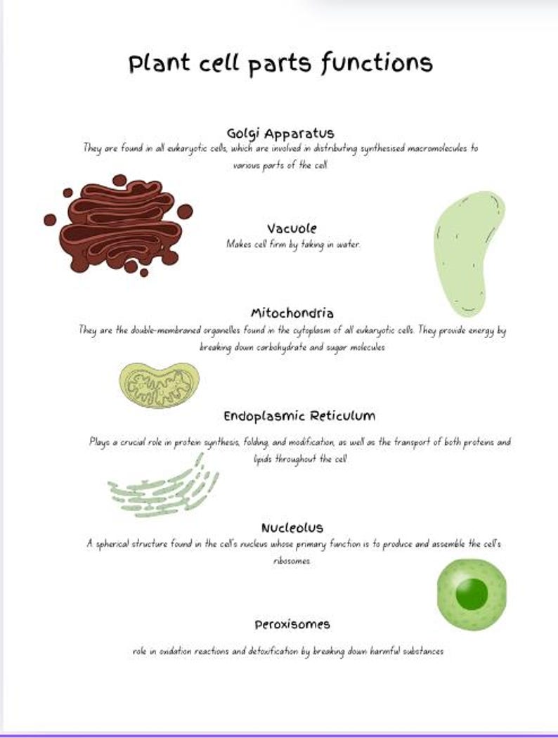 Parts of a Plant Cell. - Etsy