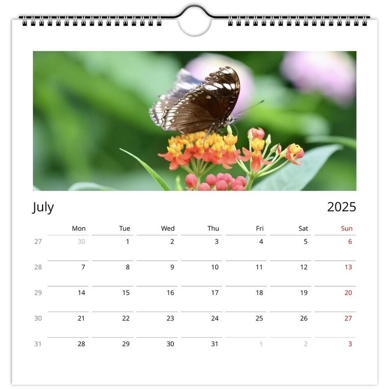 2025 Butterfly Moth Wildlife Photography Calendar, Monthly Wall ...