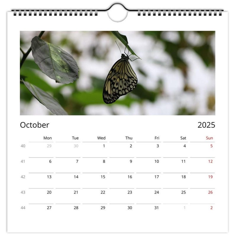 2025 Butterfly Moth Wildlife Photography Calendar, Monthly Wall ...