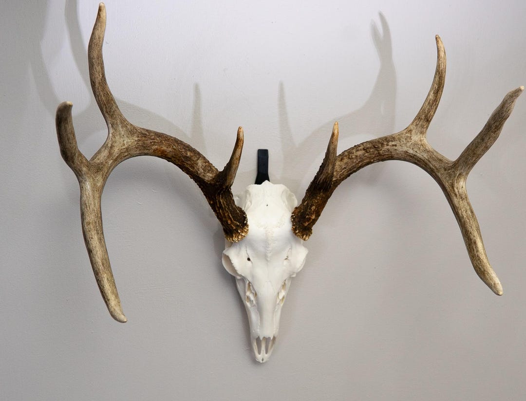 Keyhole Flat Euro Buck Skull Mount - Etsy
