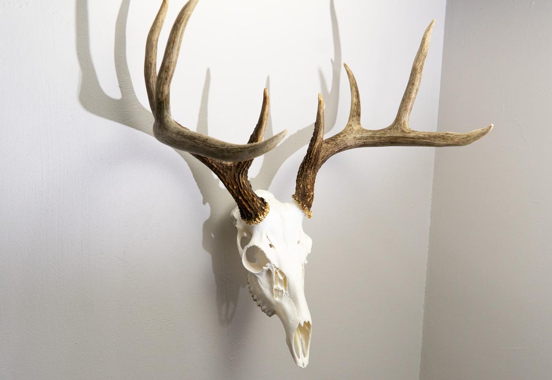 Keyhole Angled Euro Buck Skull Mount - Etsy