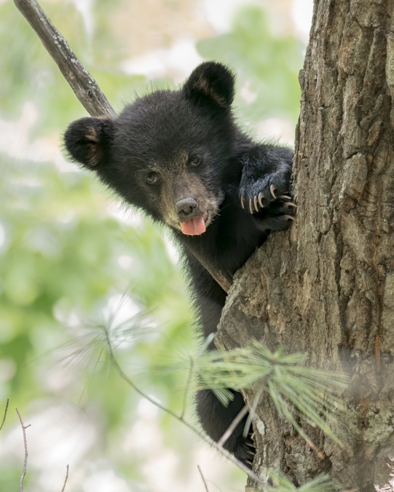 The Cutest Bear Cub Face Photograph - Etsy