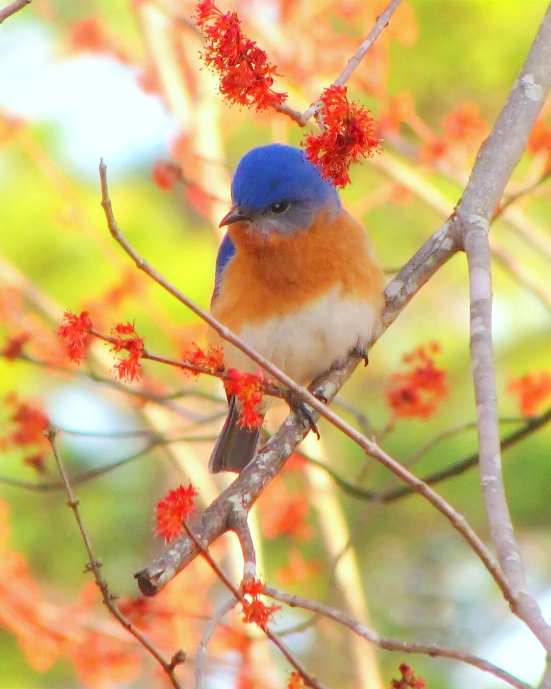 The First Bluebird of Spring Photograph - Etsy