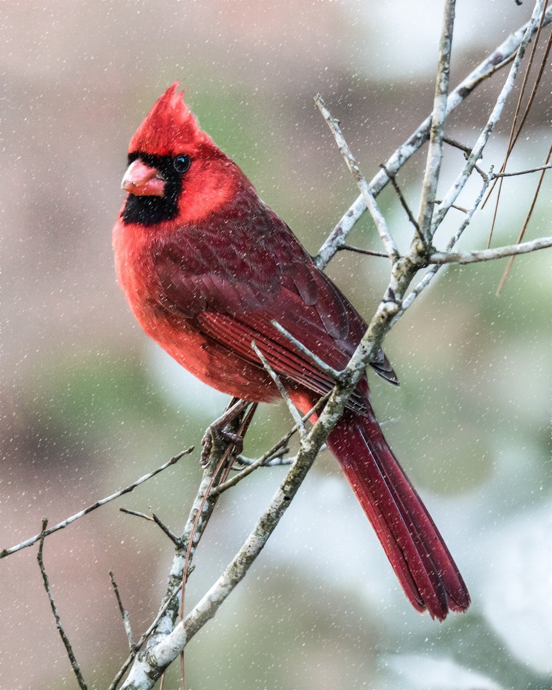Bright Red Cardinal in the Snow Photograph - Etsy