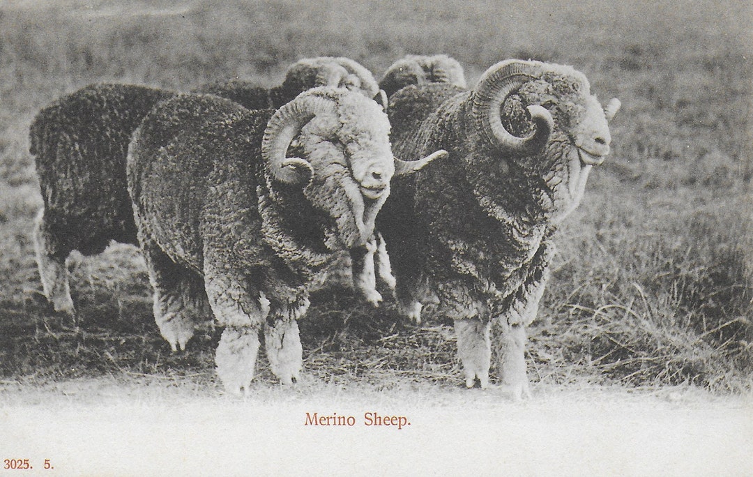 Vintage Postcard Merino Sheep - Etsy