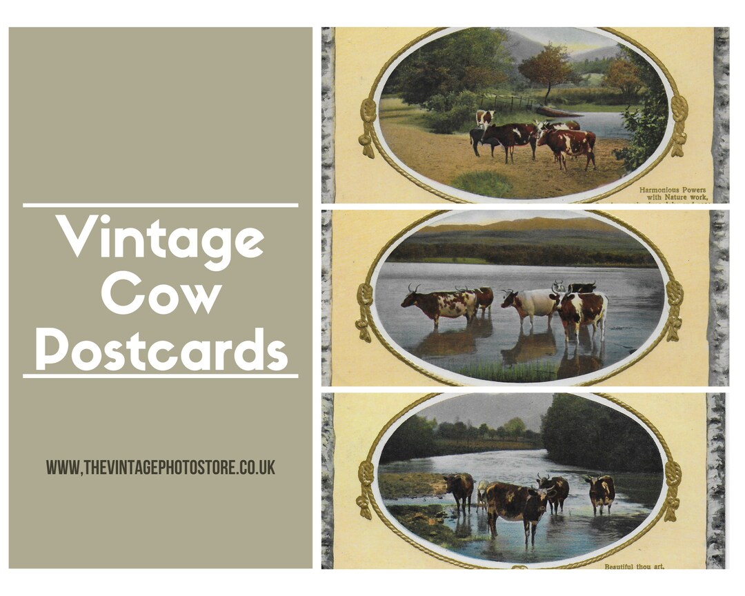 Vintage Postcards, Cow Postcards X 3 - Etsy