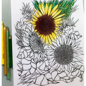 Sunflower Printable Coloring Page, Flower Art, Digital Download ...