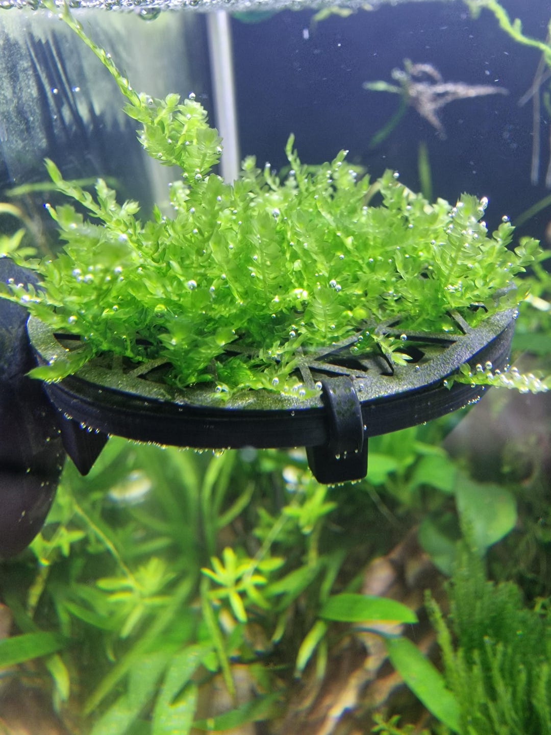 Weeping Moss Vesicularia Ferriei Shrimp Moss - Etsy UK