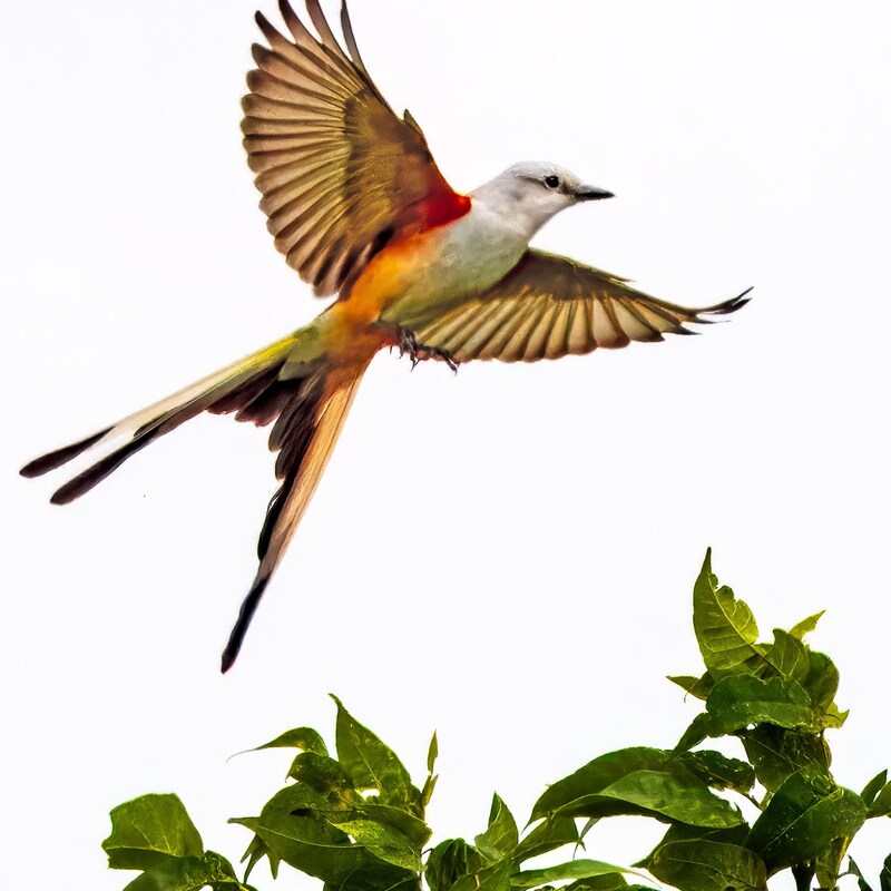 Scissortail Art - Etsy