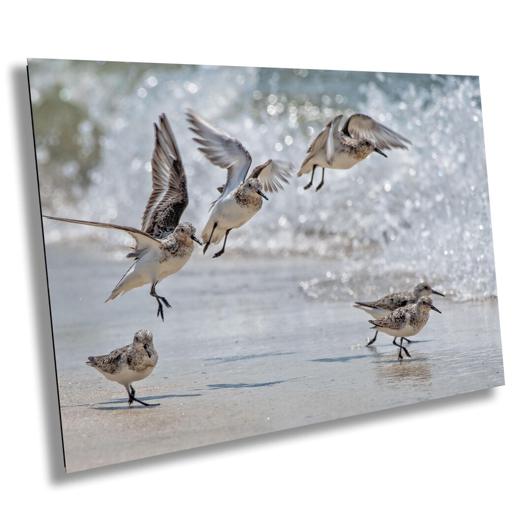 Sanderling, Sanderling Group, Sanderlings Flying, Sanderling on Beach ...