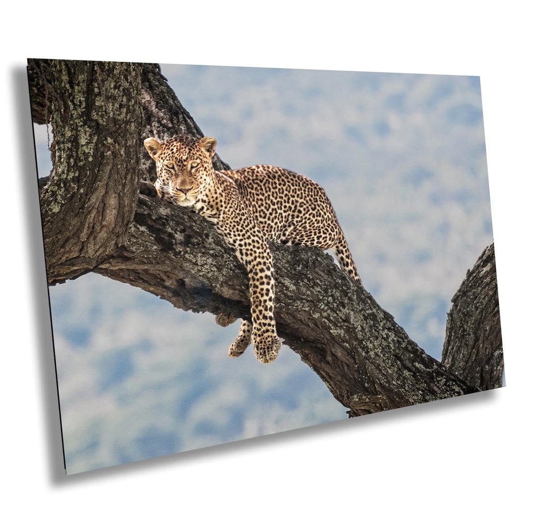 Leopard Resting in Tree, Leopard Resting, Leopard in Tanzania, Leopard ...