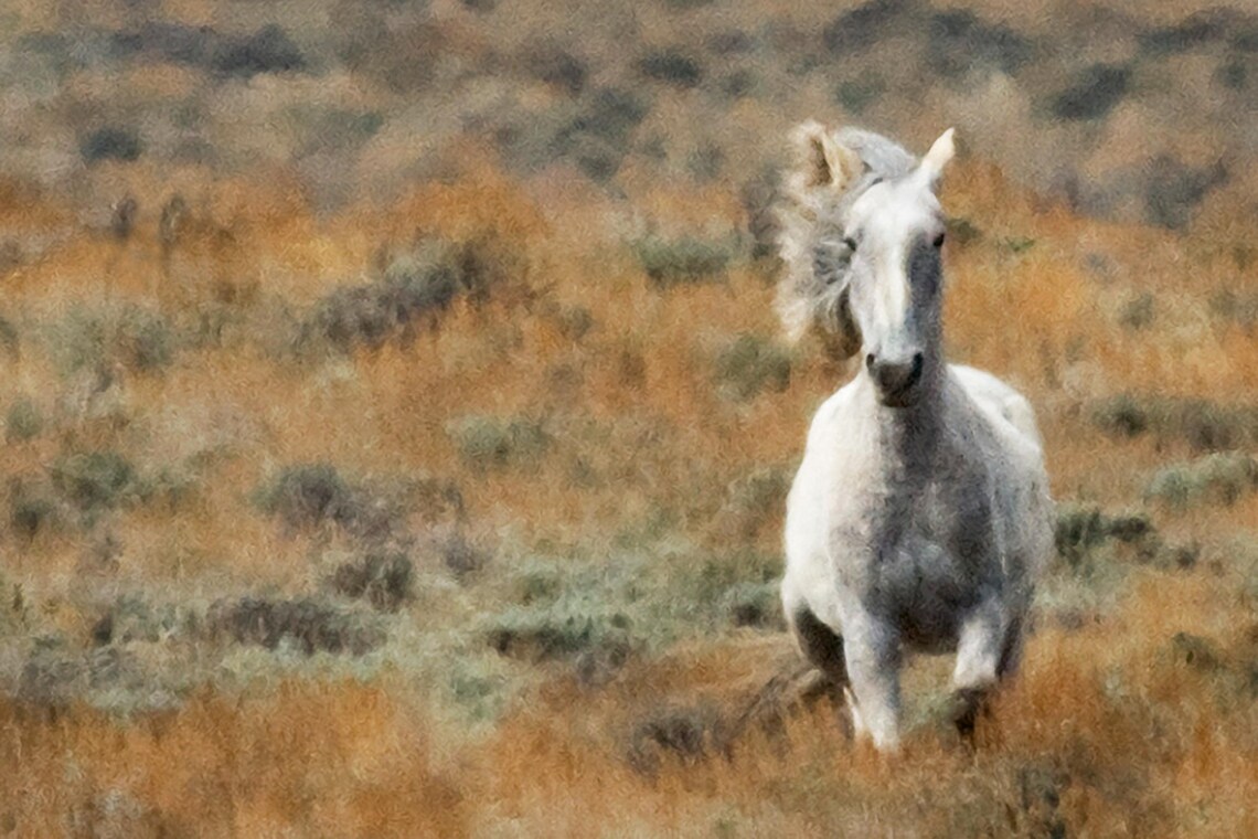 Wild Mustang Stallion Photo: Colorado Western Landscape Art - Etsy