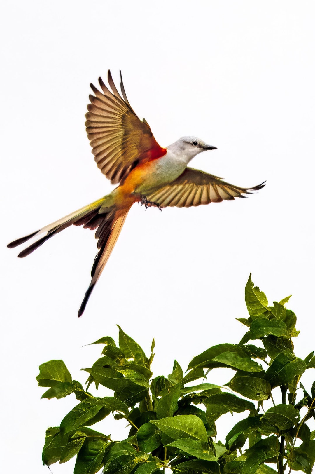 Scissor-tailed Flycatcher Print: Bird Photography - Etsy