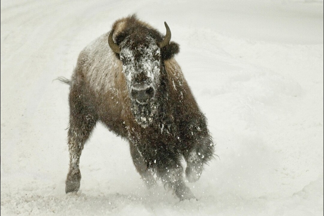 Yellowstone Buffalo Running in Snow Print, Wyoming Wildlife Art - Etsy
