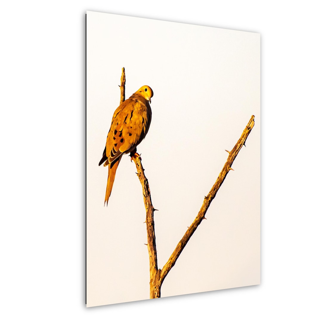 Mourning Dove, Mourning Dove on Tree Branch, Dove Wall Art, Bird ...