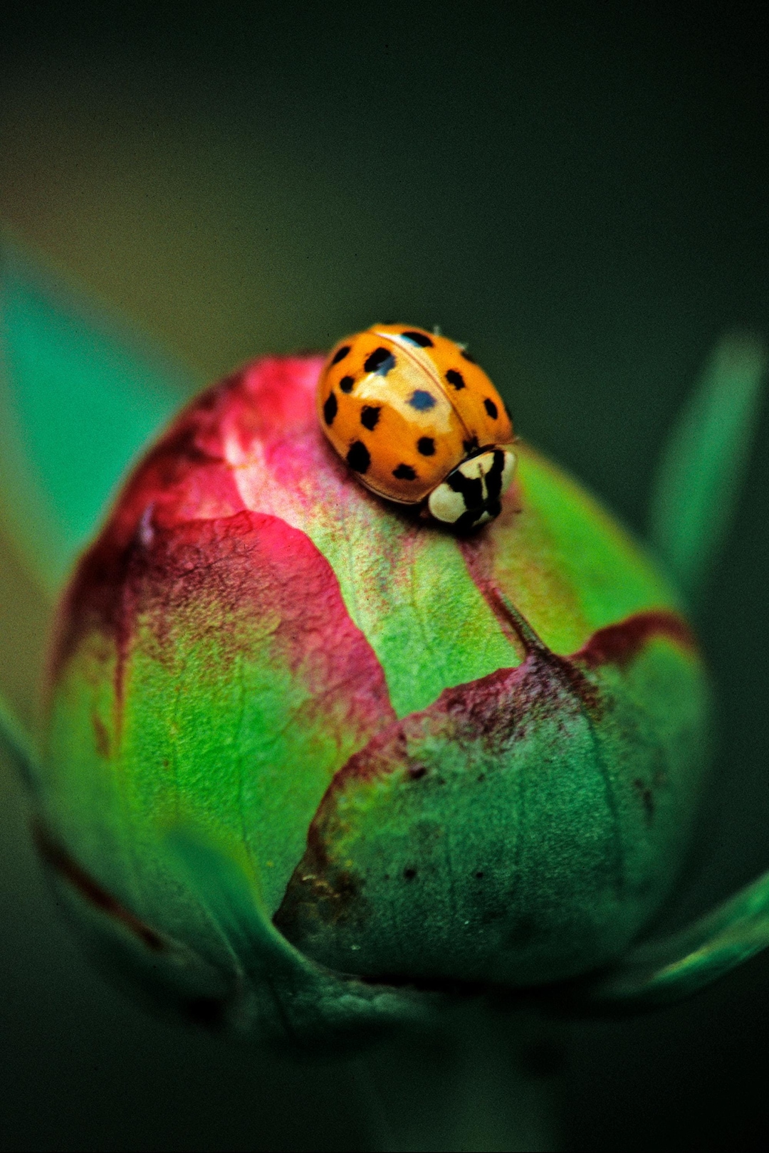 Peony With Ladybug, Peony Flower Bud, Ladybug on Peony Flower, Ladybug ...