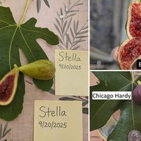 30 COMMON Edible FIG TREE Ficus Carica Purple Brown Skin Pink Flesh ...