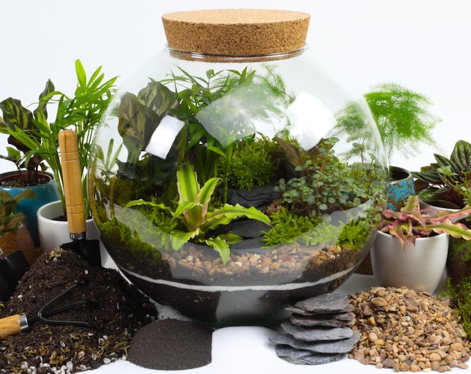 DIY Terrarium Kit Extra Large Globe | Complete Tropical Glass Terrarium ...