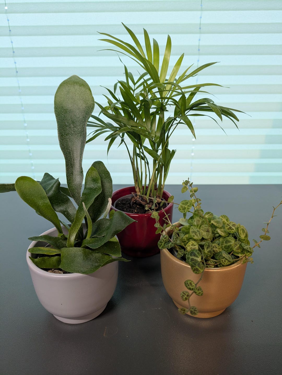 Mini Green Plants Mix of 3 - Baby Plants - Etsy