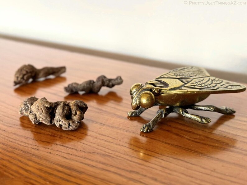 Coprolites, Small to Extra Small (fossilized Dung) - Etsy