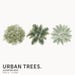 Set of 16 Urban Tree Vectors – Individual Illustrations in Plan ...