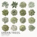 Set of 16 Urban Tree Vectors – Individual Illustrations in Plan ...