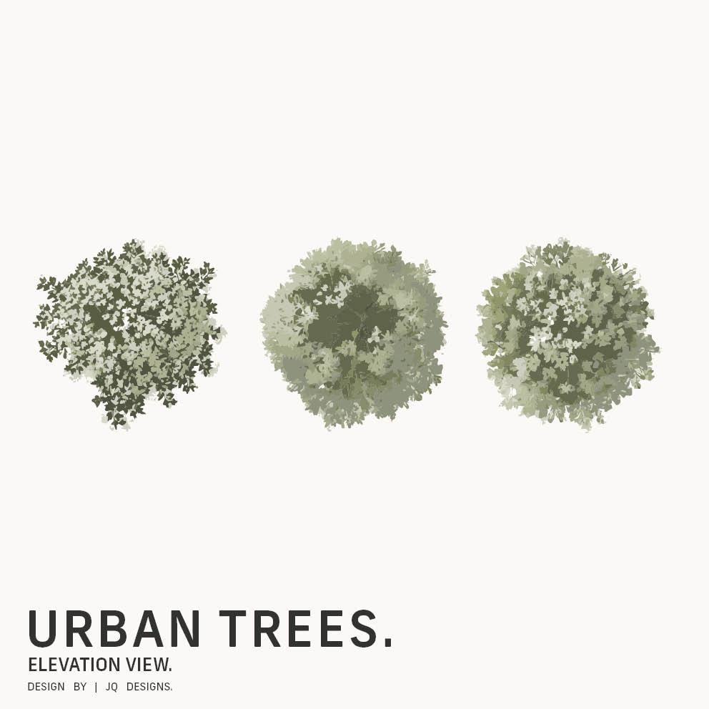 Set of 16 Urban Tree Vectors – Individual Illustrations in Plan ...