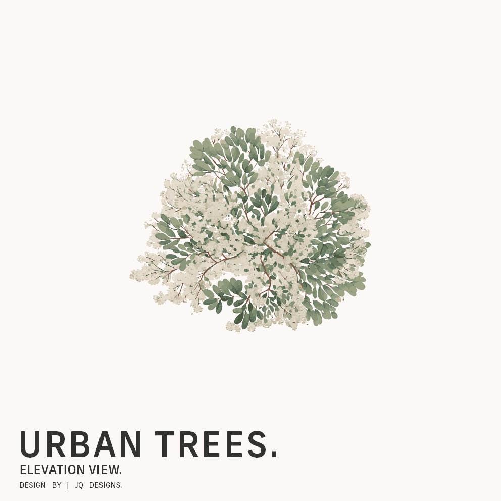 Set of 16 Urban Tree Vectors – Individual Illustrations in Plan ...