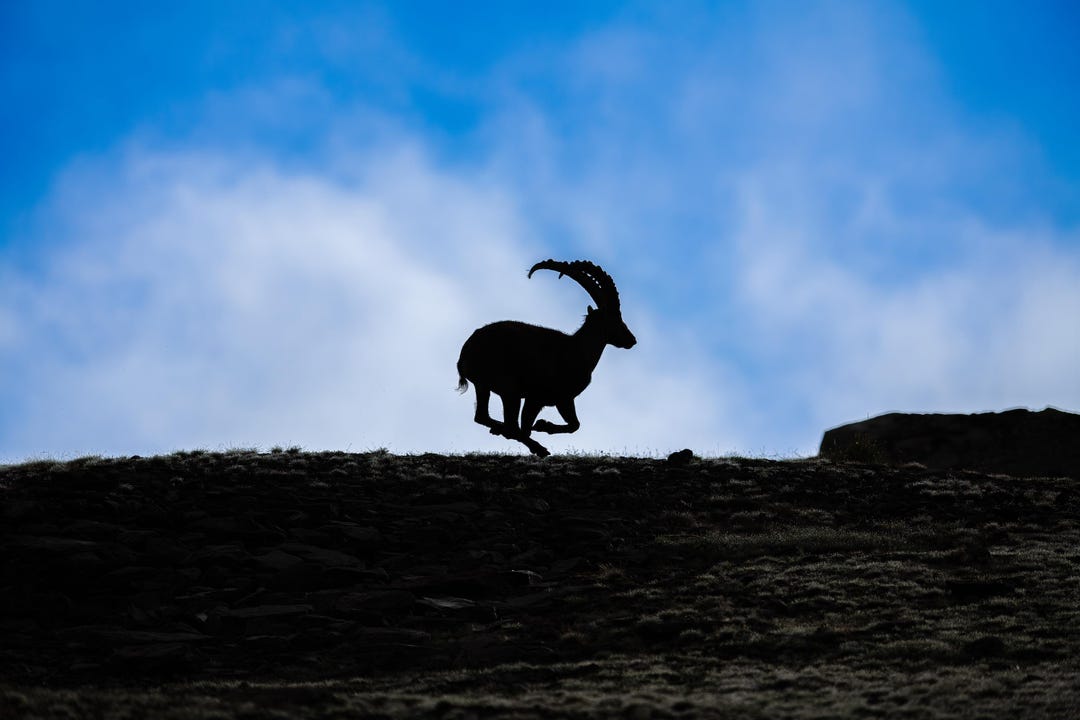 Fine Art Print - Ibex in Switzerland - Wall Decor - Giclee Luster Paper ...