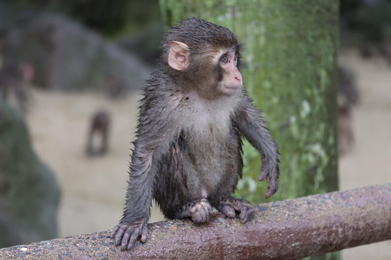 Monkey Moments 2025 Calendar ** NO AI ** - Etsy