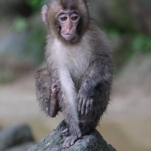 Monkey Moments 2025 Calendar ** NO AI ** - Etsy