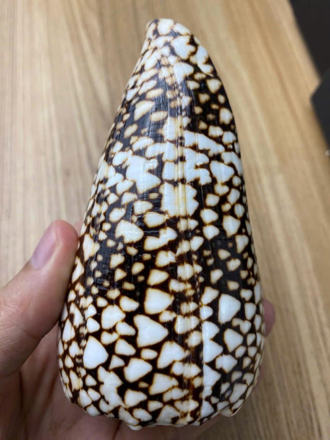 Rare Large Shell 130mm Large Shell Collection Natural Craft Conch Shell ...