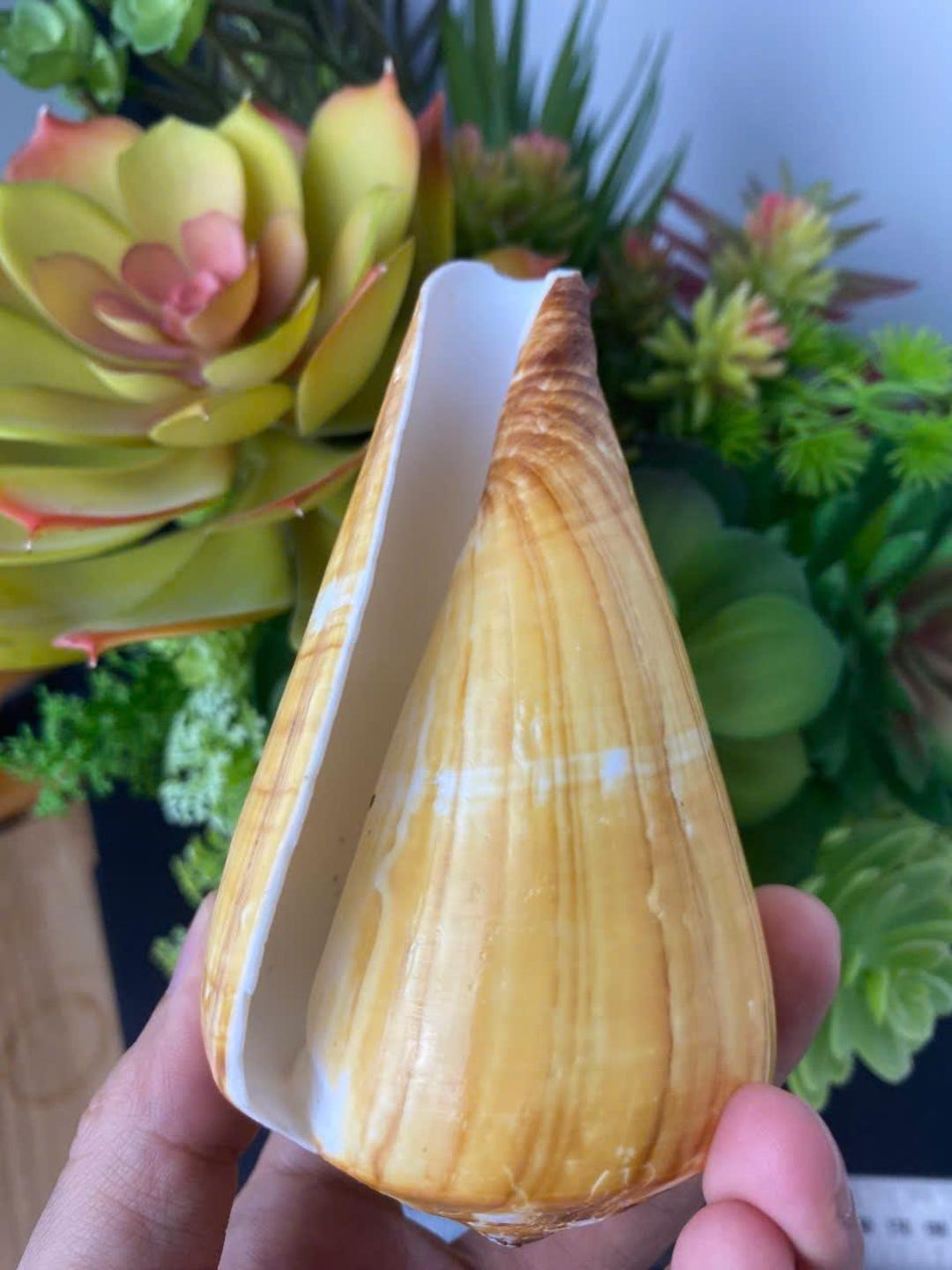 Yellow Conus Shell 120mm, Large Shell Specimen, Yellow Conch Shell ...