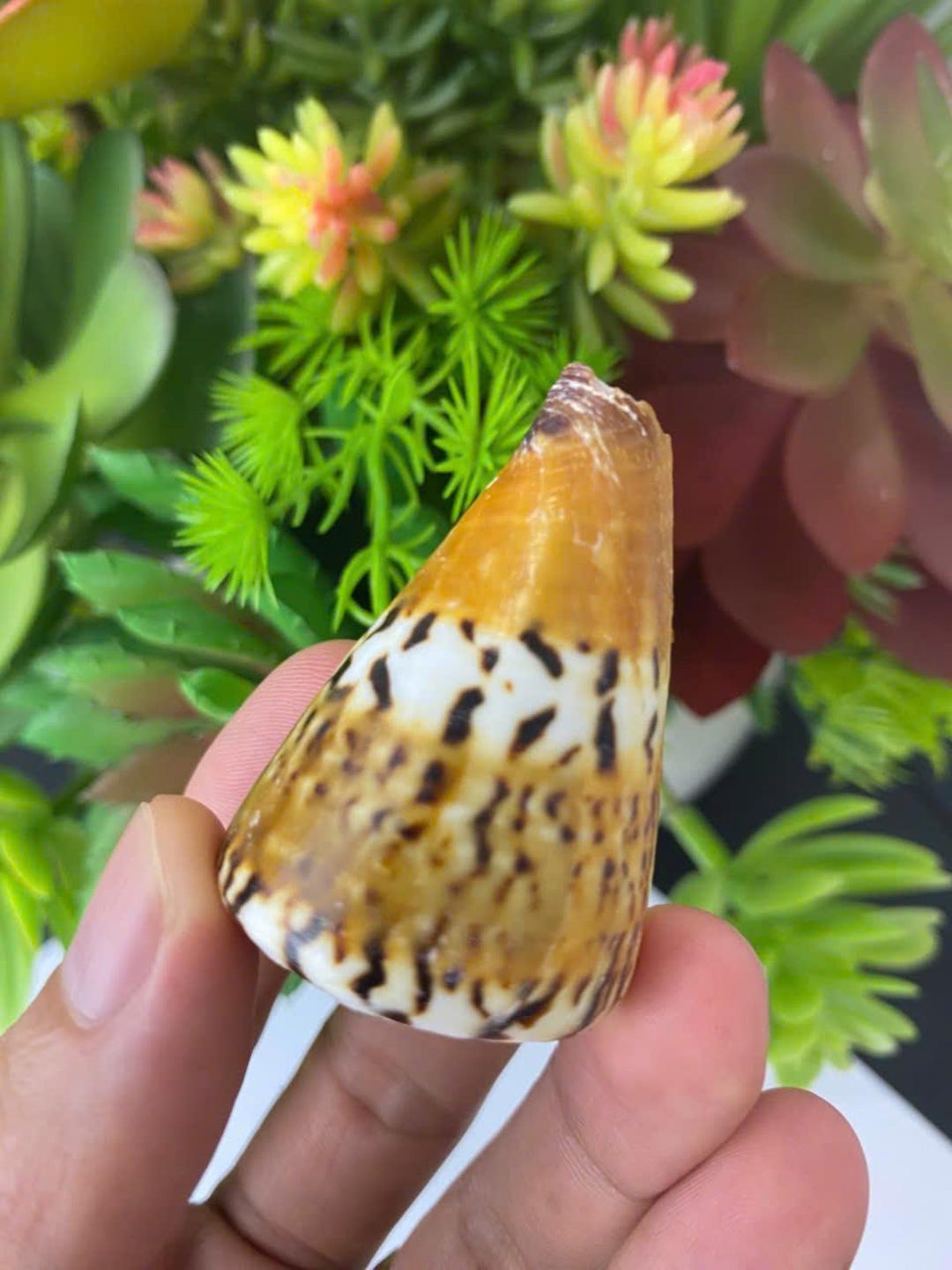 Rare Conus Capitaneus 50mm 1 Shell, Unique Patterned Shell, Seashell ...