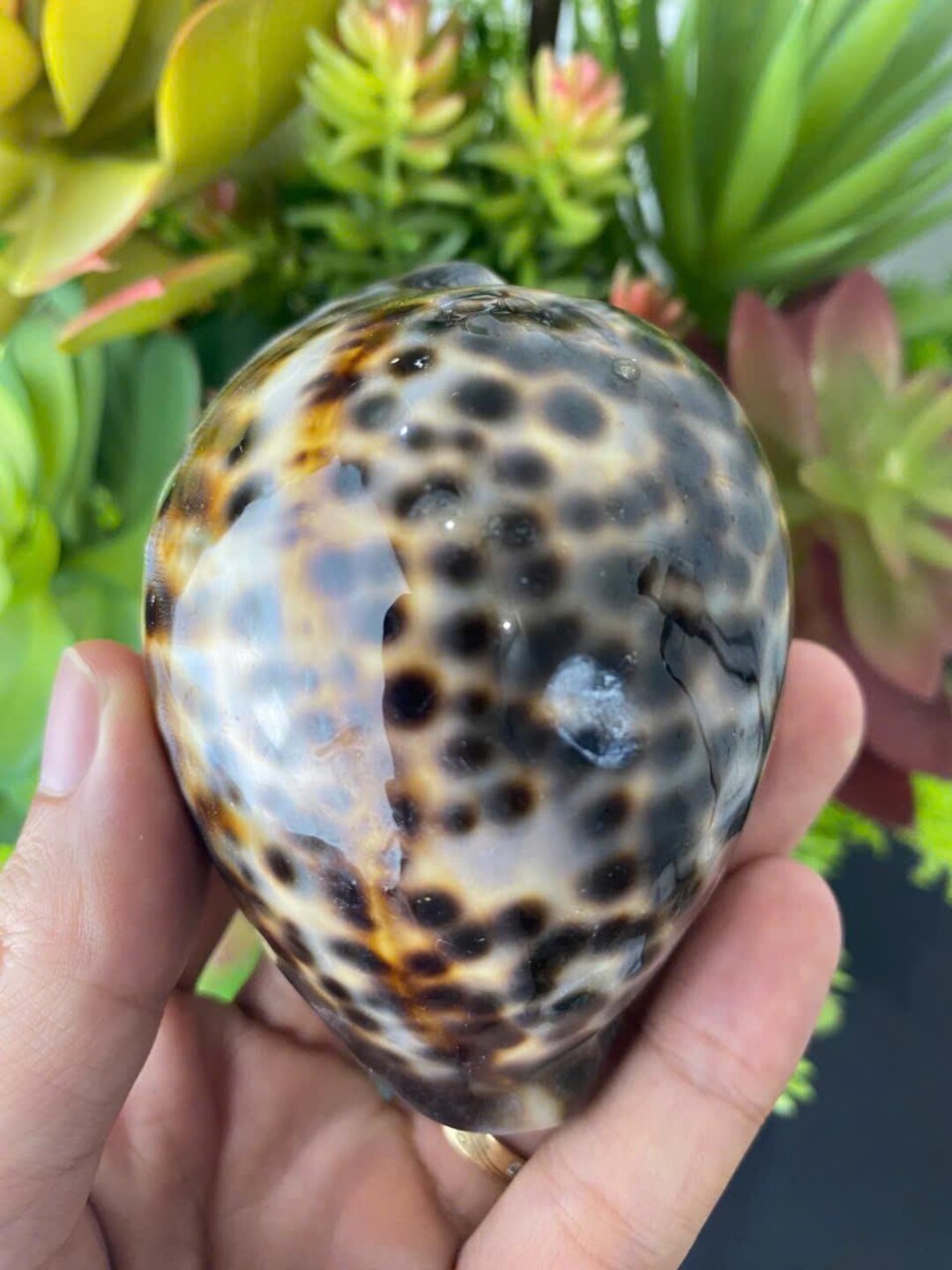 Seashells Tortoise Cowry Chelycypraea Testudinaria 90mm, Natural ...