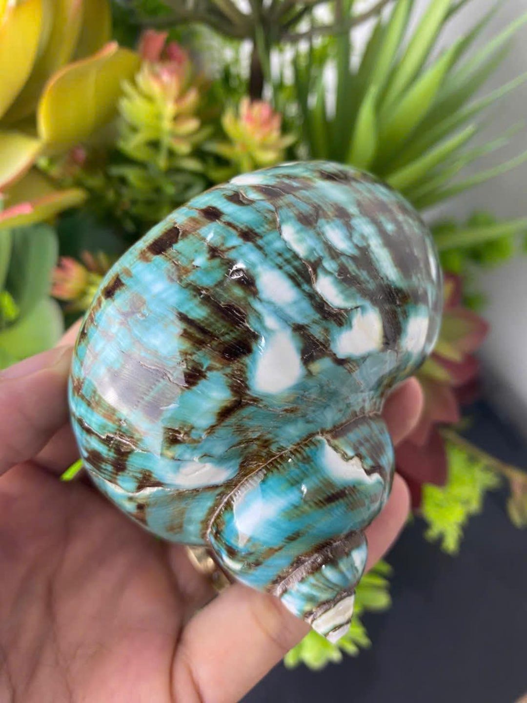 Large Hermit Crab Sea Shell, 2 Inch Open Size Large Shell, Polished ...