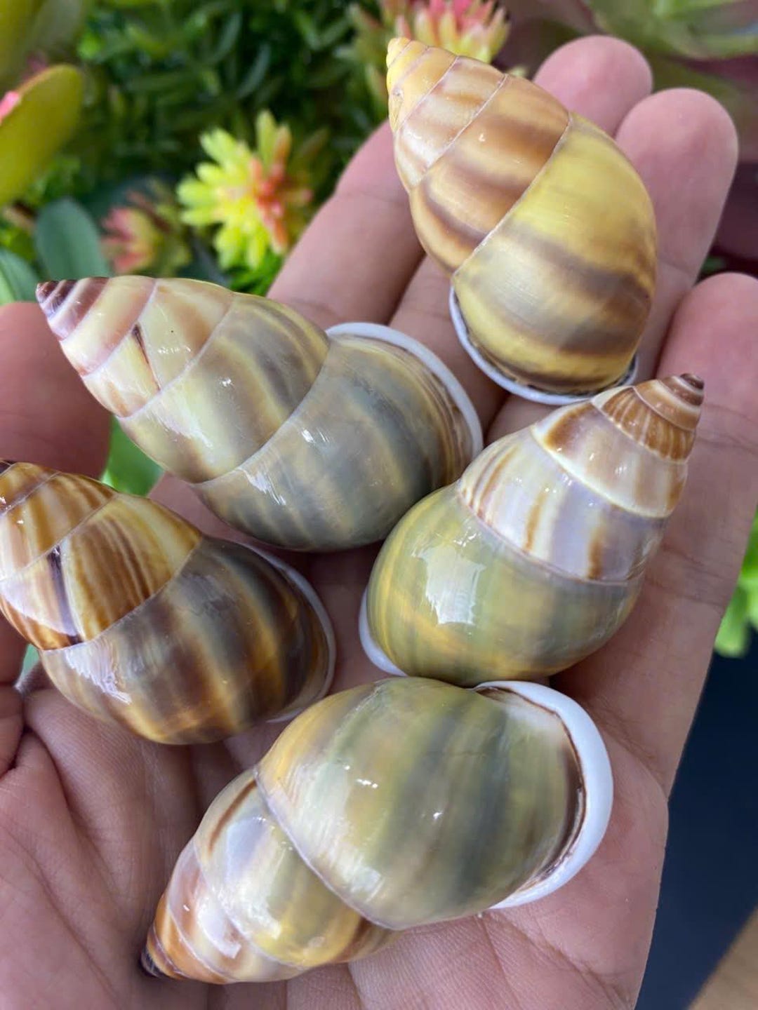 5pcs Rainbow Snail Shells Beach Wedding Decor, Colorful Snail Shells 4 ...