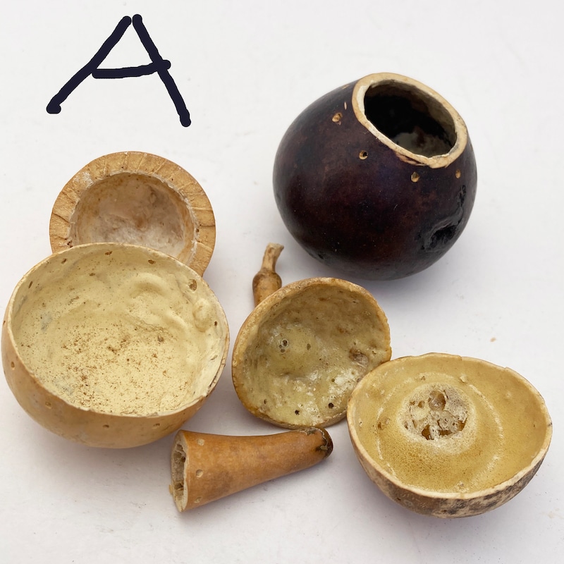 Gourd Crafts - Etsy