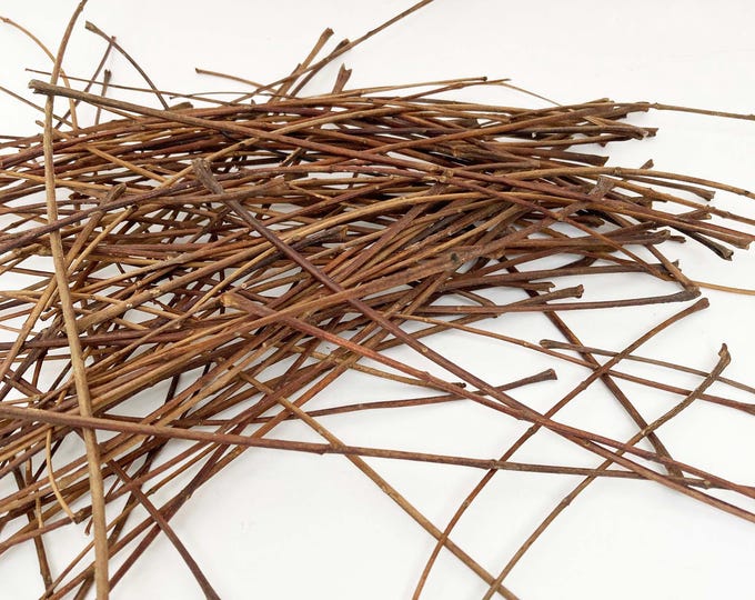 Walnut Twig, Natural Petioles, Leaf Stems From Tree, Wild Material for ...