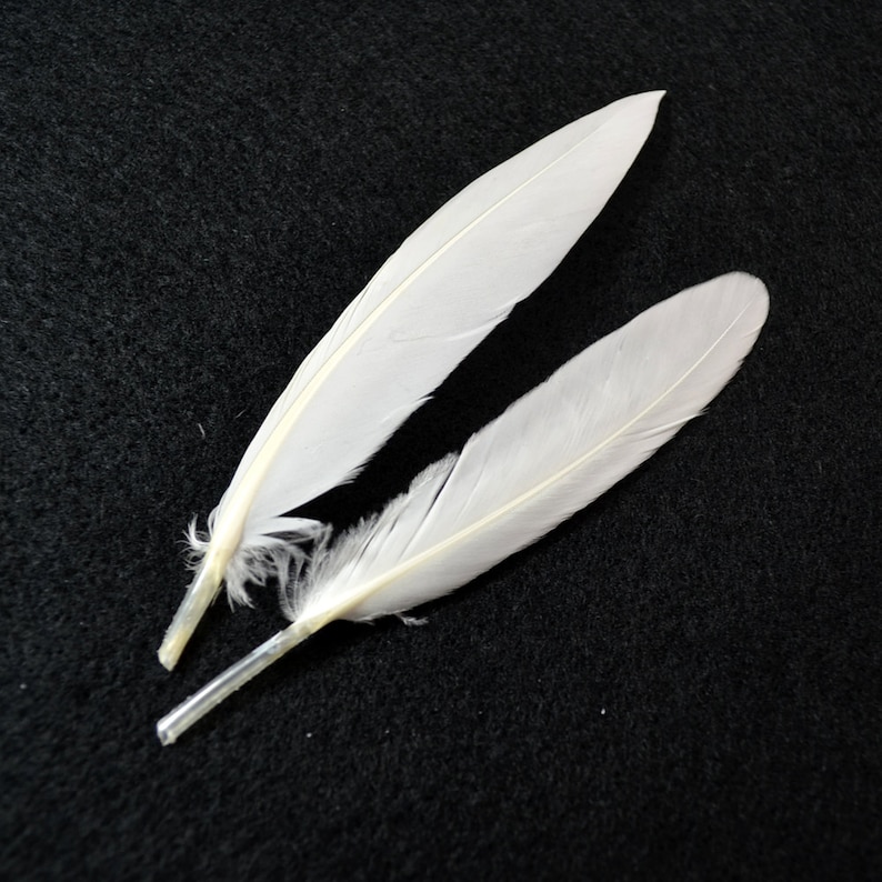 24pcs Small Duck Quills Stiff Loose Feathers-white - Etsy
