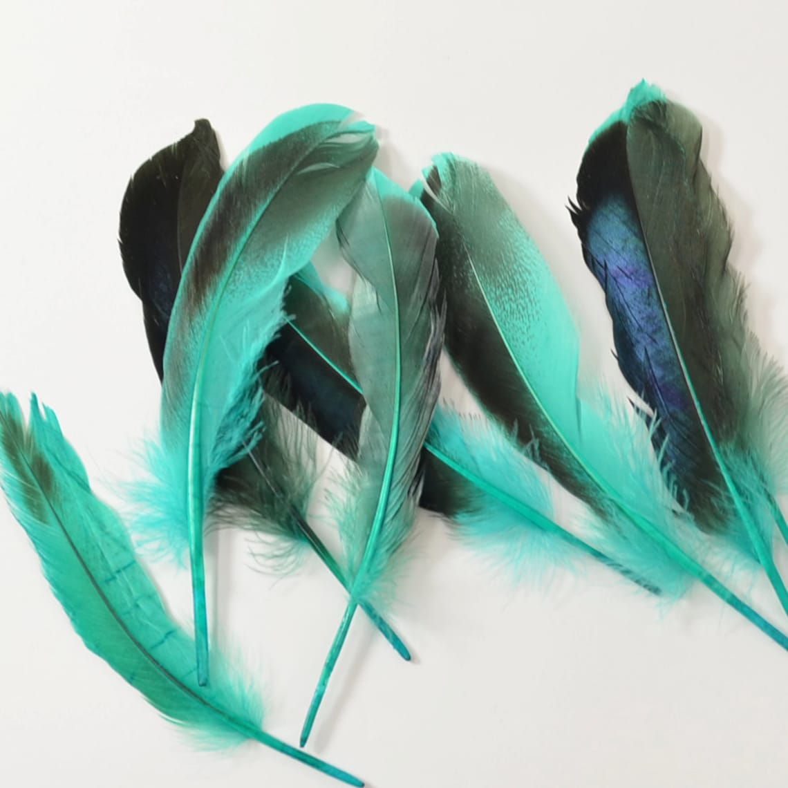 Mallard Feathers Iridescent Green Wing Teal 10pcs : M09 | Etsy