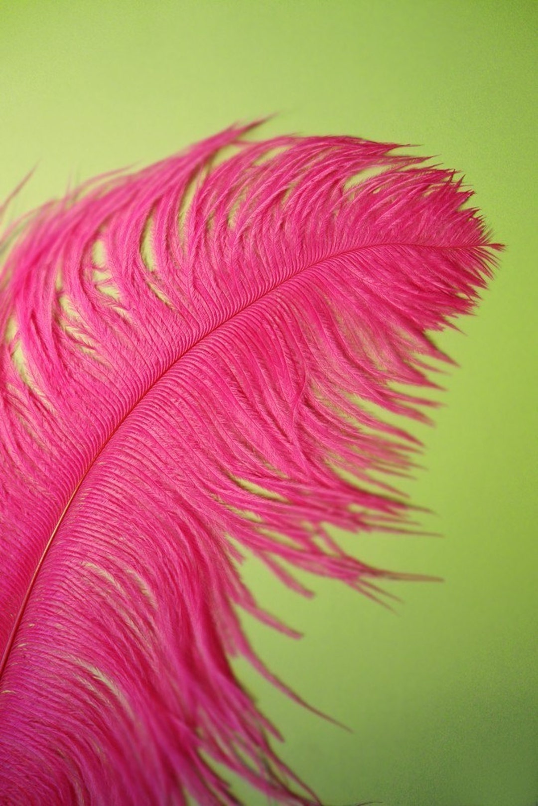 XL Hot Pink Ostrich Plumes. 13-16 Inches Tall. EXCLUSIVE QUALITY. - Etsy